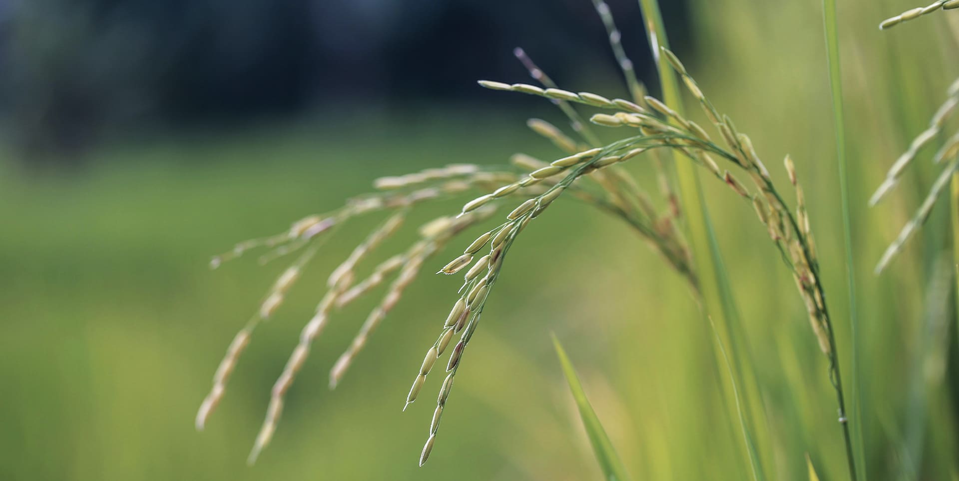 Tout Savoir sur le Riz à Sushi : Préparation, Cuisson, Conservation